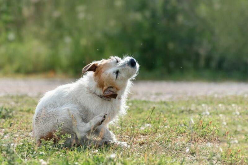 Ichthyosis in Dogs | Great Pet Care
