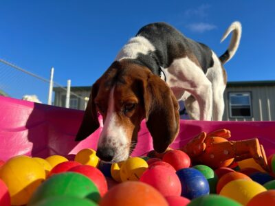 Dog Memory: How Much Do Dogs Remember? | Great Pet Care