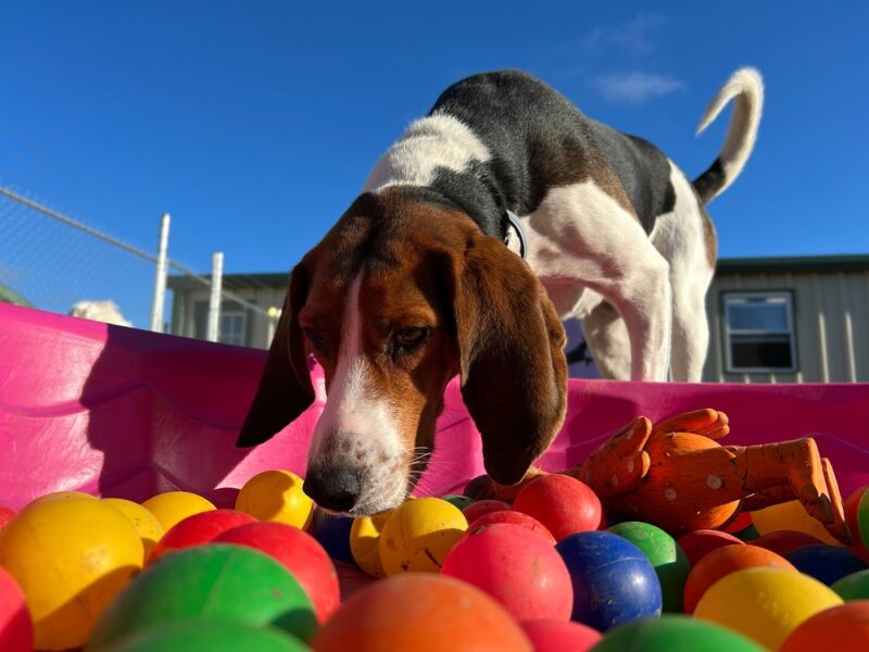 Dog Memory: How Much Do Dogs Remember? | Great Pet Care