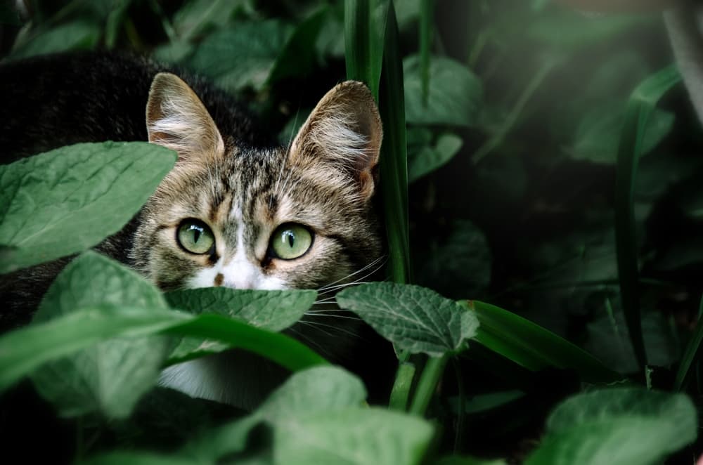 135 Plant Names for Cats to Appease All Green Thumbs | Great Pet Care