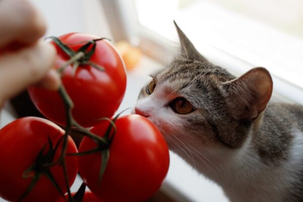 Can Cats Eat Carrots? | Great Pet Care