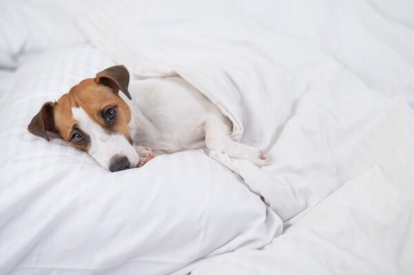 Sepsis in Dogs | Great Pet Care