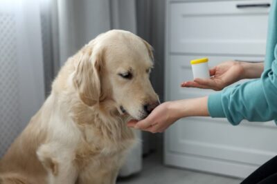 Galliprant Vs. Gabapentin: Which Is Best for My Dog? | Great Pet Care