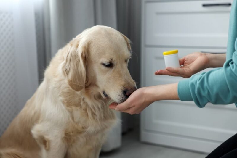 Galliprant Vs. Gabapentin: Which Is Best for My Dog? | Great Pet Care