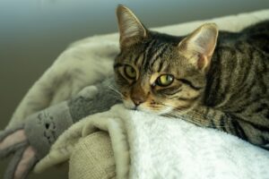 Runny Cat Poop: 6 Causes and How to Help | Great Pet Care