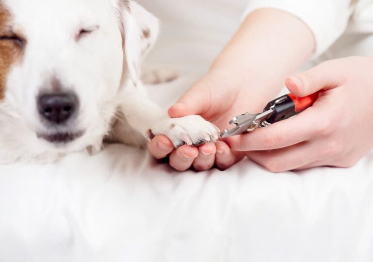 Dog Nail Bleeding: Causes and How to Stop It | Great Pet Care
