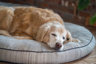 Sepsis in Dogs | Great Pet Care