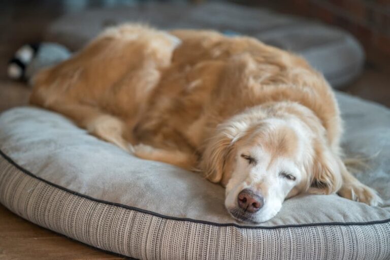 Signs of Heart Disease and Heart Failure in Dogs | Great Pet Care