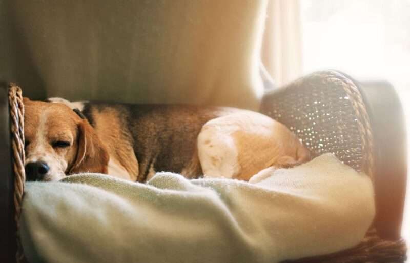 Vaccine Reactions in Dogs: Signs and What to Do | Great Pet Care