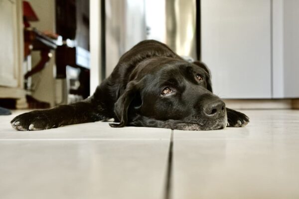 Dog Pinched Nerve: Causes and How to Help | Great Pet Care