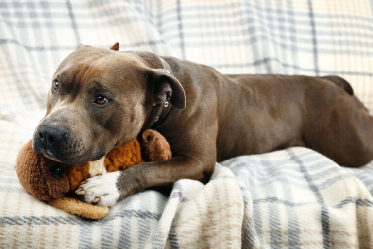 Dog Memory: How Much Do Dogs Remember? | Great Pet Care