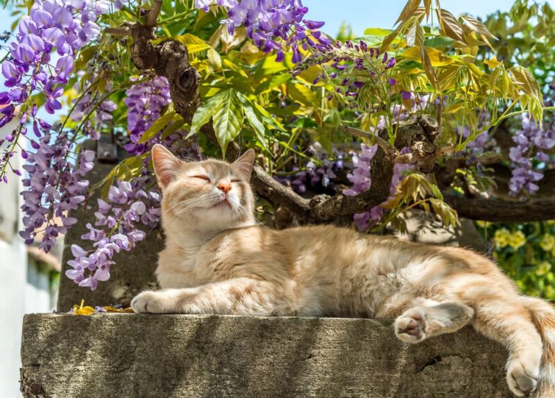 135 Plant Names for Cats to Appease All Green Thumbs | Great Pet Care