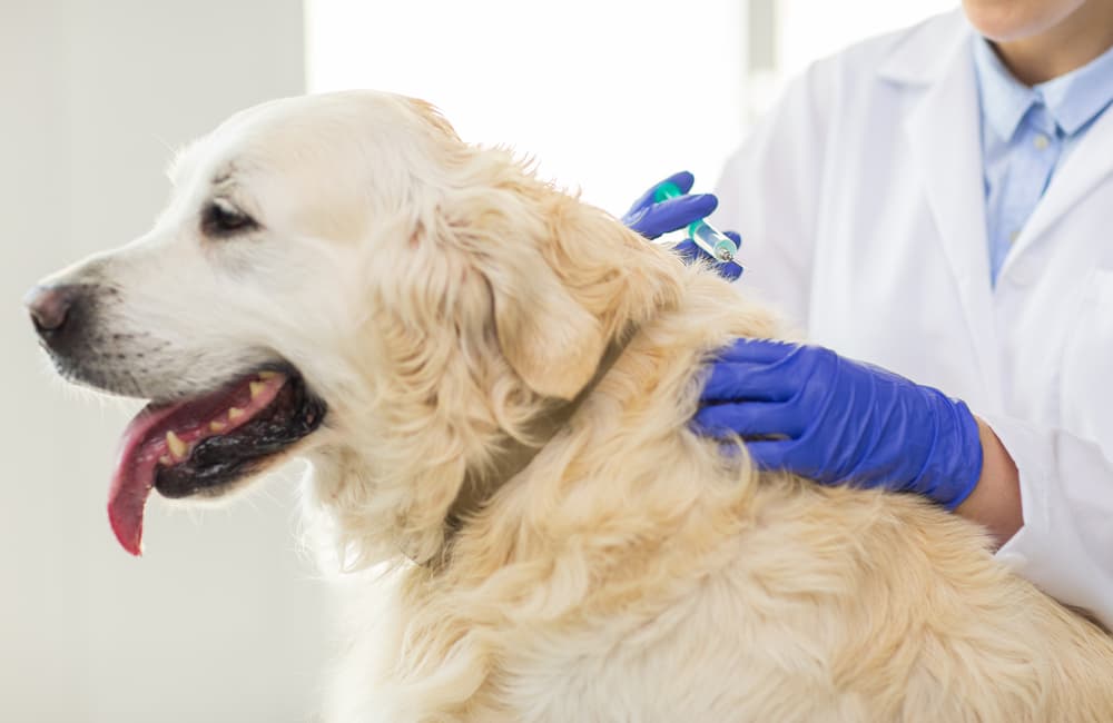 Vaccine Reactions in Dogs: Signs and What to Do | Great Pet Care