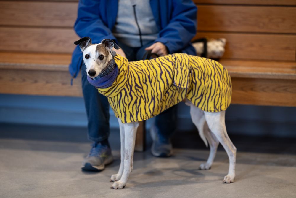 A Drug Designed to Extend the Lifespan of Dogs May Be Ready Next Year ...