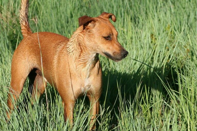 12 African Dog Breeds With Awesome Personalities | Great Pet Care