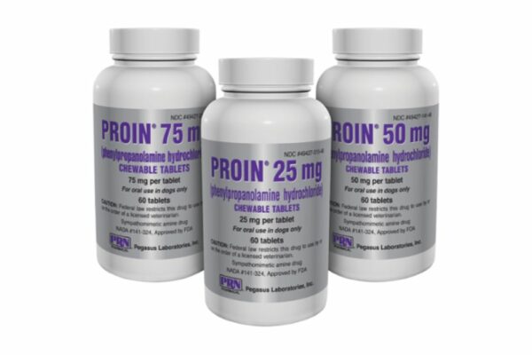 5 Dog Incontinence Medications That Could Help | Great Pet Care