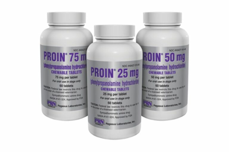 5 Dog Incontinence Medications That Could Help | Great Pet Care