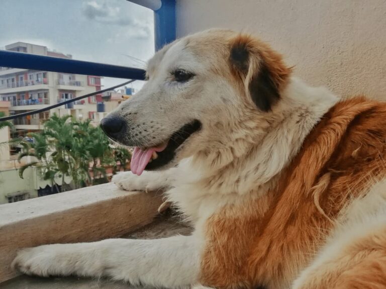 12 African Dog Breeds With Awesome Personalities | Great Pet Care