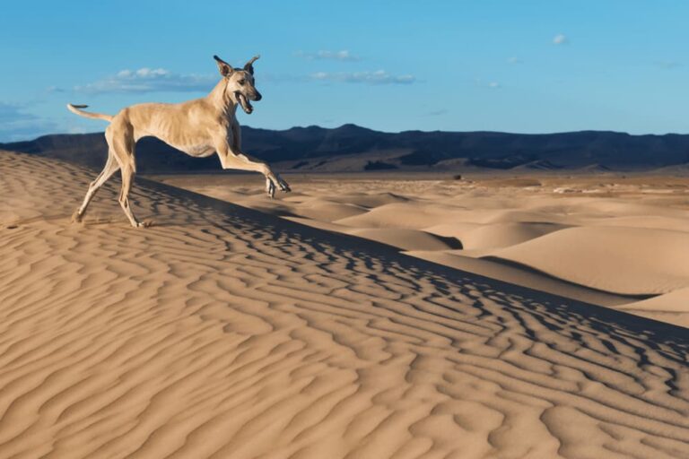 12 African Dog Breeds With Awesome Personalities | Great Pet Care