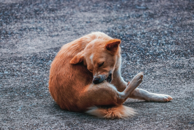 Flea Dirt: How to Identify and Get Rid of It | Great Pet Care
