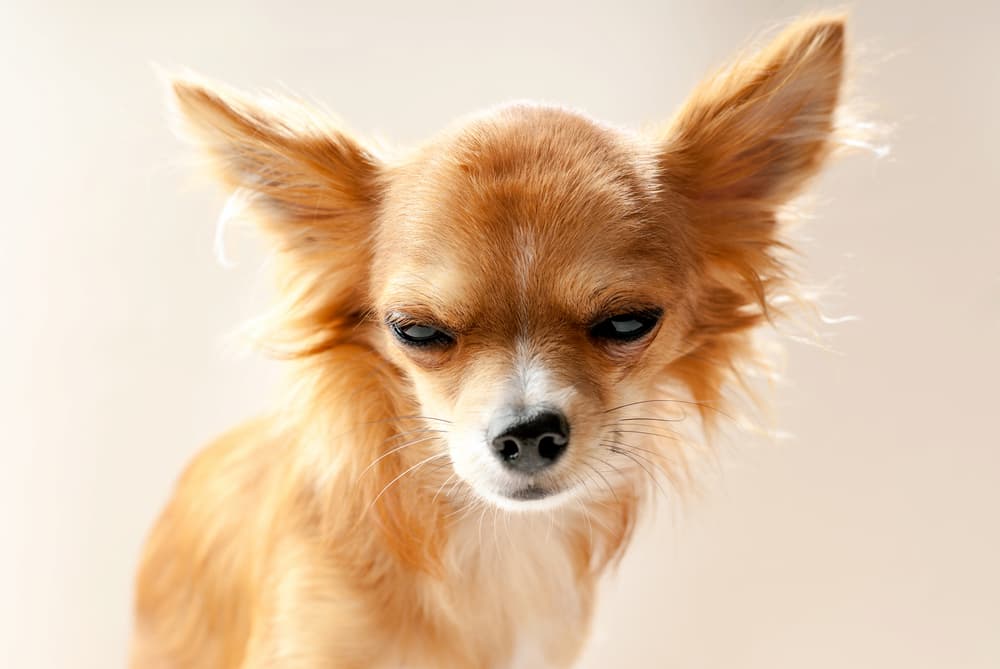 Grumpy Dog: 5 Reasons Your Dog Is Irritable | Great Pet Care
