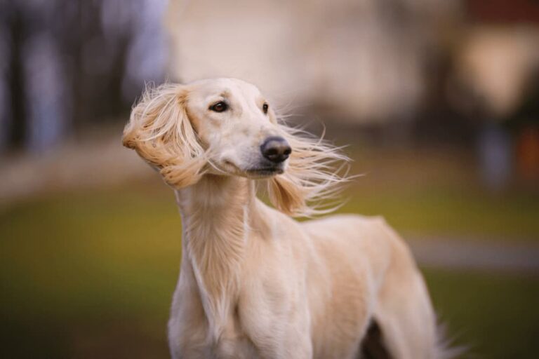 12 African Dog Breeds With Awesome Personalities | Great Pet Care