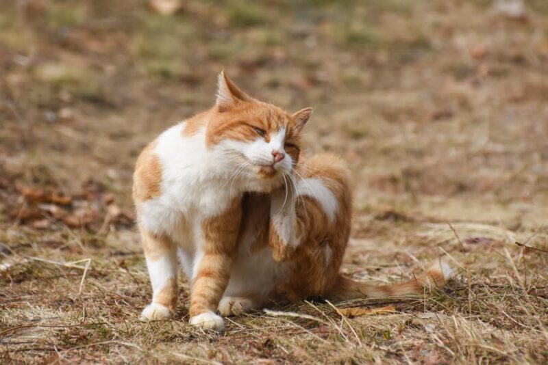 Plague in Oregon Likely Caused By a Cat – Here’s What to Know | Great ...