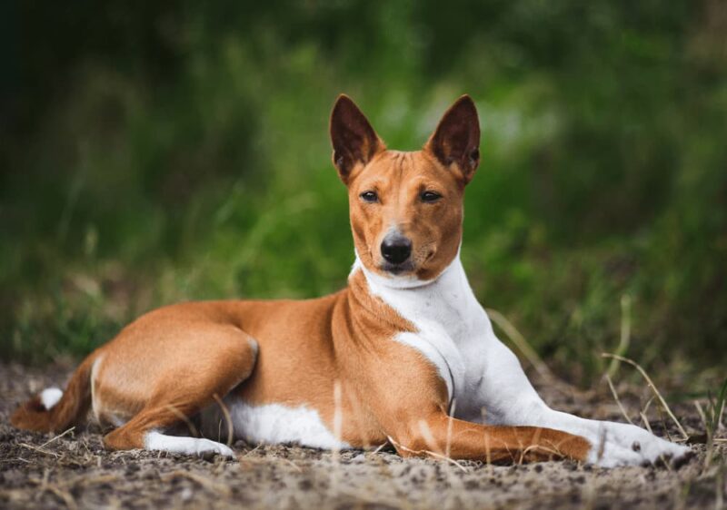 12 African Dog Breeds With Awesome Personalities | Great Pet Care