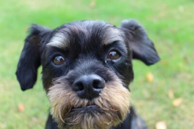 Grumpy Dog: 5 Reasons Your Dog Is Irritable | Great Pet Care