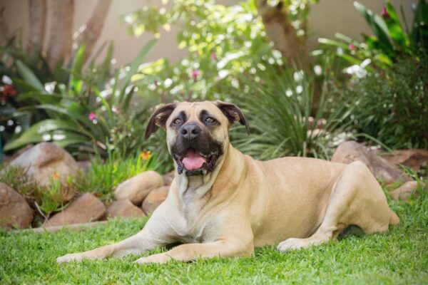 12 African Dog Breeds With Awesome Personalities | Great Pet Care