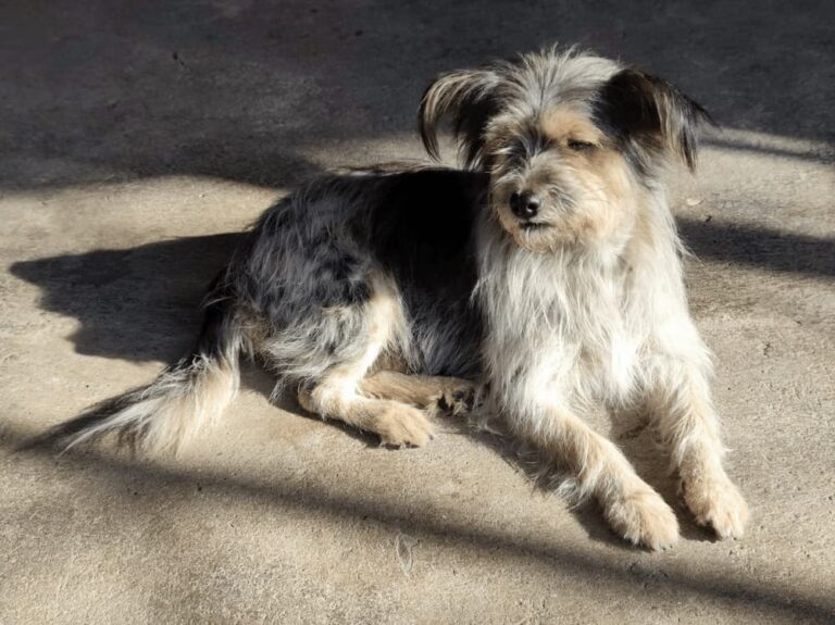 12 African Dog Breeds With Awesome Personalities | Great Pet Care