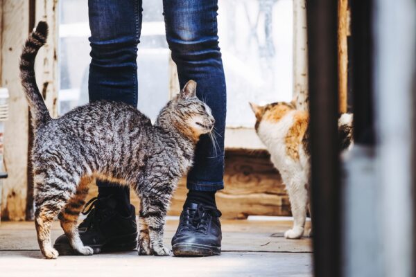 Why Does My Cat Headbutt Me? | Great Pet Care