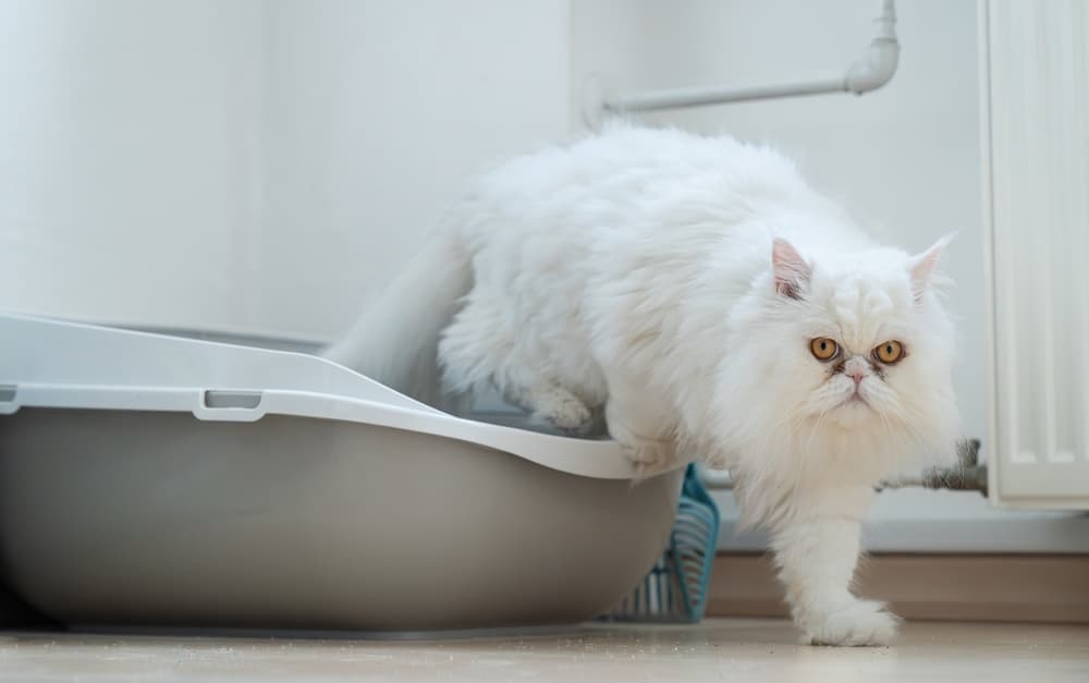 7 Reasons Your Cat is Peeing A Lot | Great Pet Care
