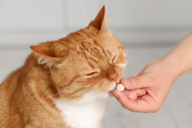 Pain Management for Cats: A Holistic Care Guide | Great Pet Care