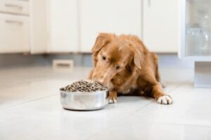 When to Switch to Adult Dog Food: 5 Signs It's Time | Great Pet Care