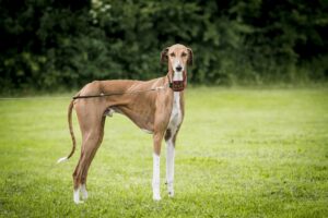 12 African Dog Breeds With Awesome Personalities | Great Pet Care