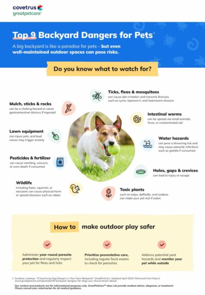 9 Surprising Dog Dangers in Your Own Backyard | Great Pet Care