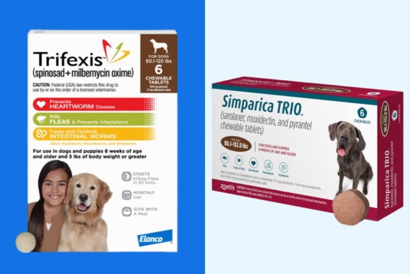 SAMe for Dogs: Benefits and Uses | Great Pet Care
