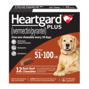 Heartworm Testing for Dogs: Why It's Important | Great Pet Care