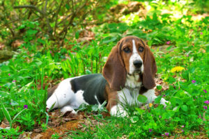Dog Ear Positions: What They Mean | Great Pet Care