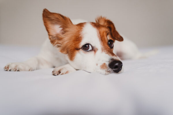 Dog Ear Positions: What They Mean | Great Pet Care