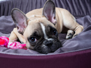 Dog Ear Positions: What They Mean | Great Pet Care