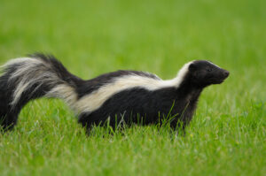 My Dog Got Sprayed by a Skunk! What to Do | Great Pet Care