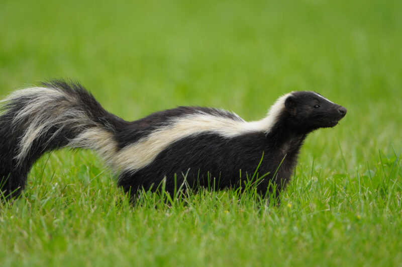 My Dog Got Sprayed by a Skunk! What to Do | Great Pet Care