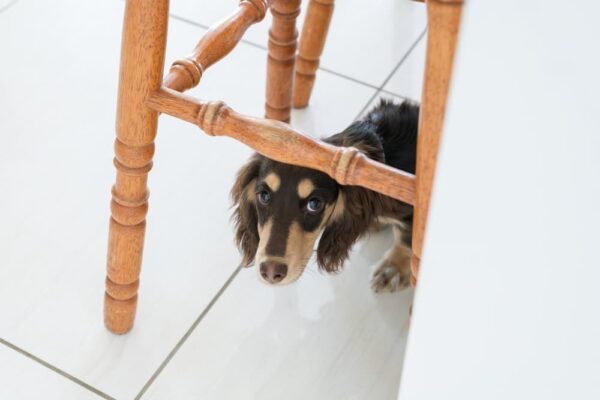 Credelio for Dogs and Cats: Tick & Flea Protection | Great Pet Care