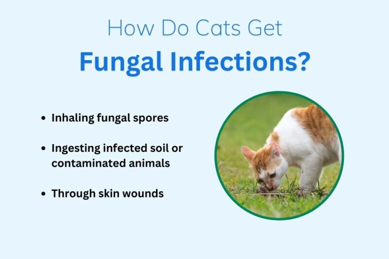 Cat Fungal Infections: 10 Types You Should Know | Great Pet Care
