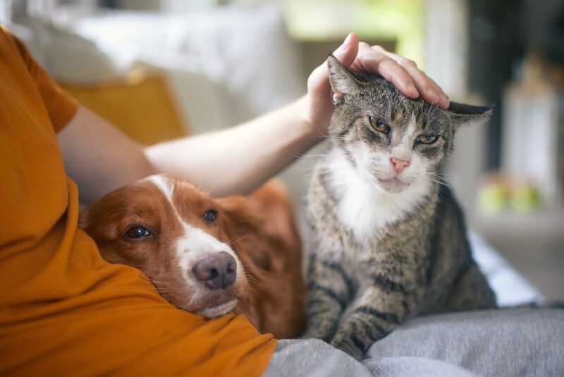 8 Great Ways to Show Your Pet Appreciation | Great Pet Care