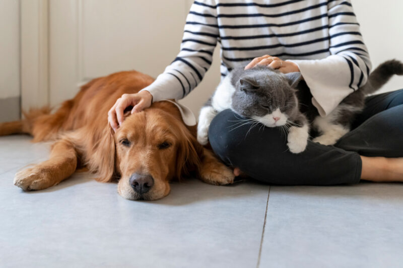 8 Great Ways to Show Your Pet Appreciation | Great Pet Care