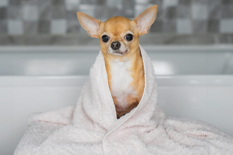 8 Great Ways to Show Your Pet Appreciation | Great Pet Care