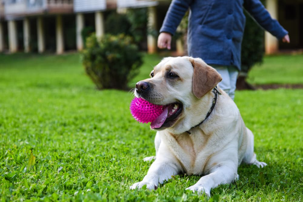 New Research Reveals Labradors May Be Hardwired for Obesity | Great Pet ...